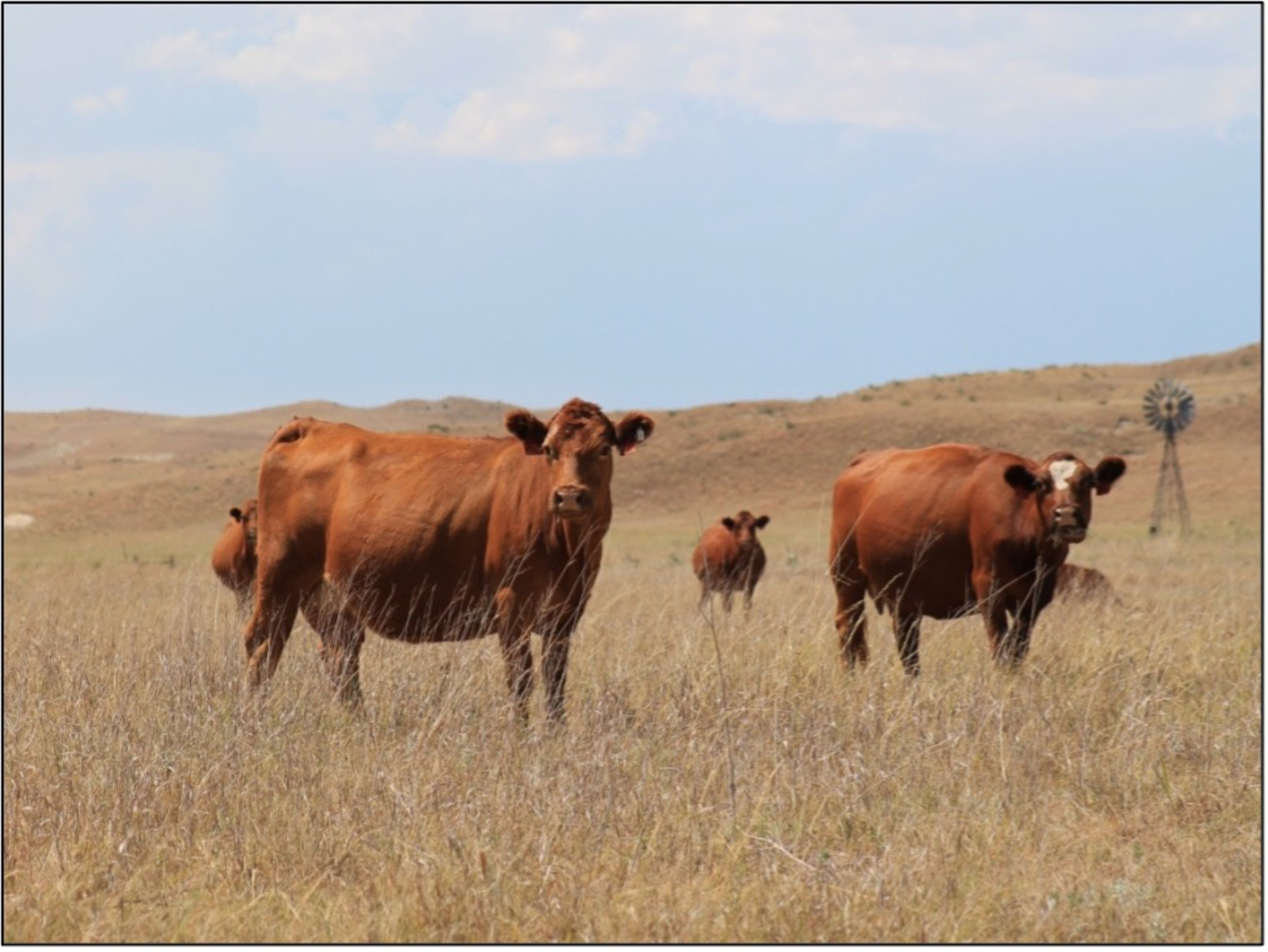 Grazing and Forage Management During and After Drought | UNL Beef ...