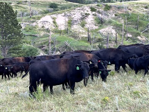 Simple Synchronization of Cows - One Injection, One Time through the ...