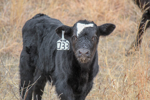 Cattle diseases that can make people sick, and how to avoid them | UNL ...
