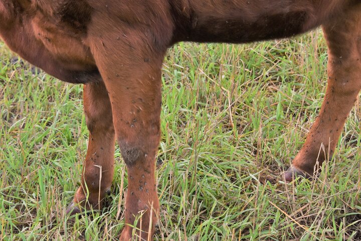 Stable Flies on Pastured Cattle | UNL Beef | Nebraska