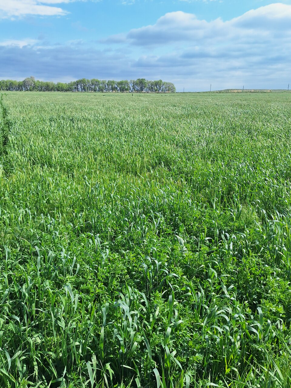 Managing Cows with Limited Perennial Pasture – A Producer Perspective ...