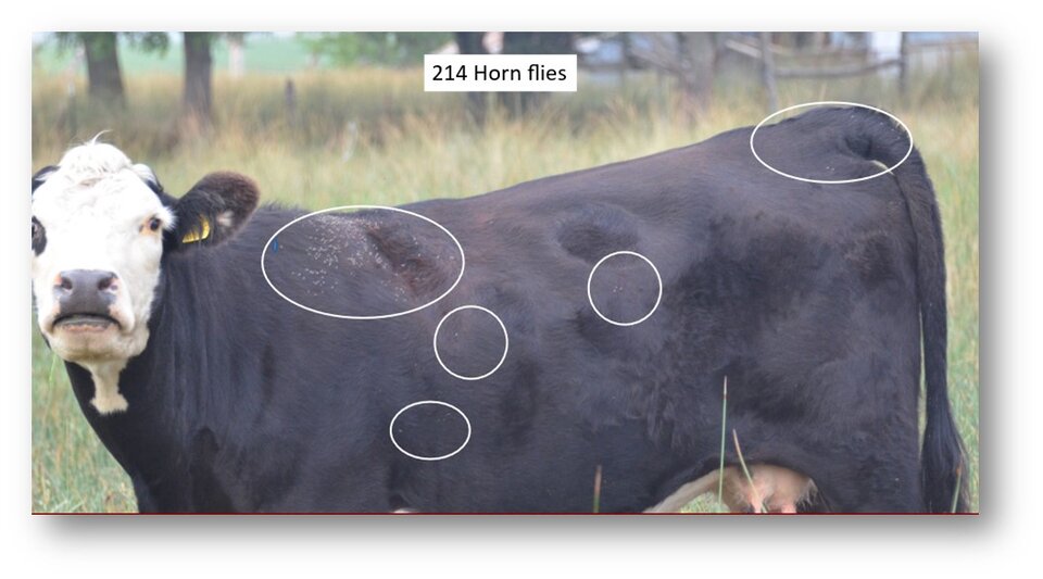 Horn Flies and Grazing Cattle | UNL Beef | Nebraska