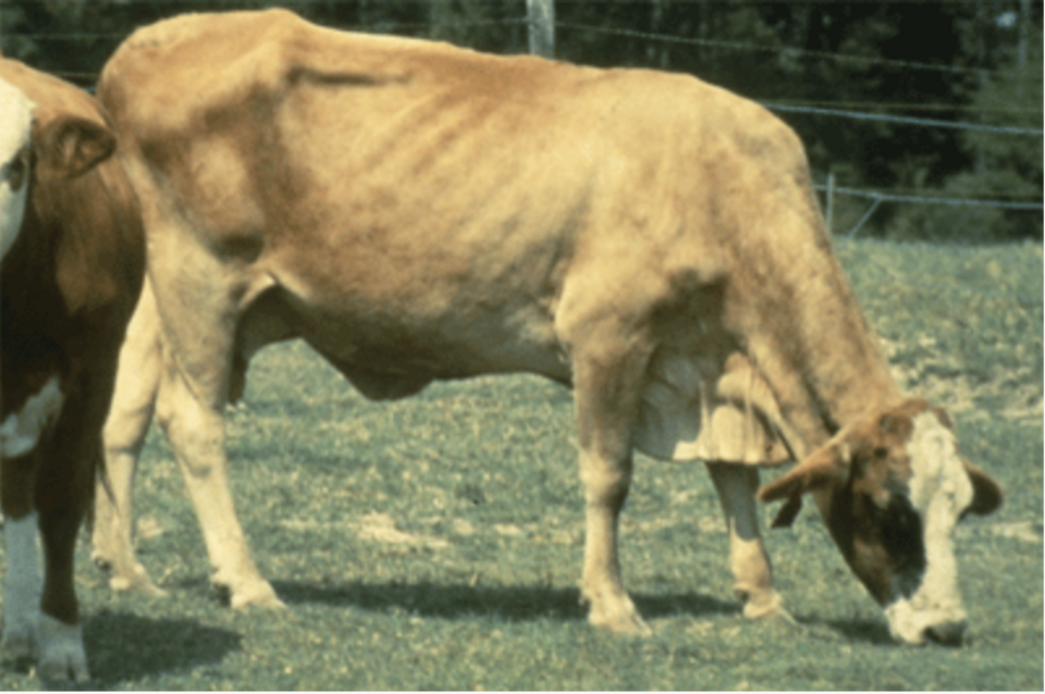 Visual Guide for Body Condition Scoring Cattle: Bos Indicus | UNL Beef ...