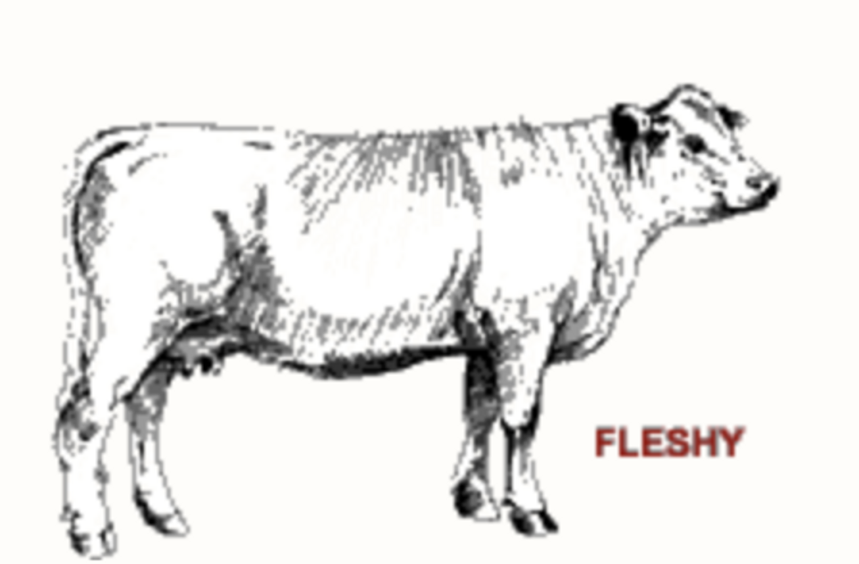 Nine Point Body Condition Scoring for Beef Cow Herd | UNL Beef | Nebraska