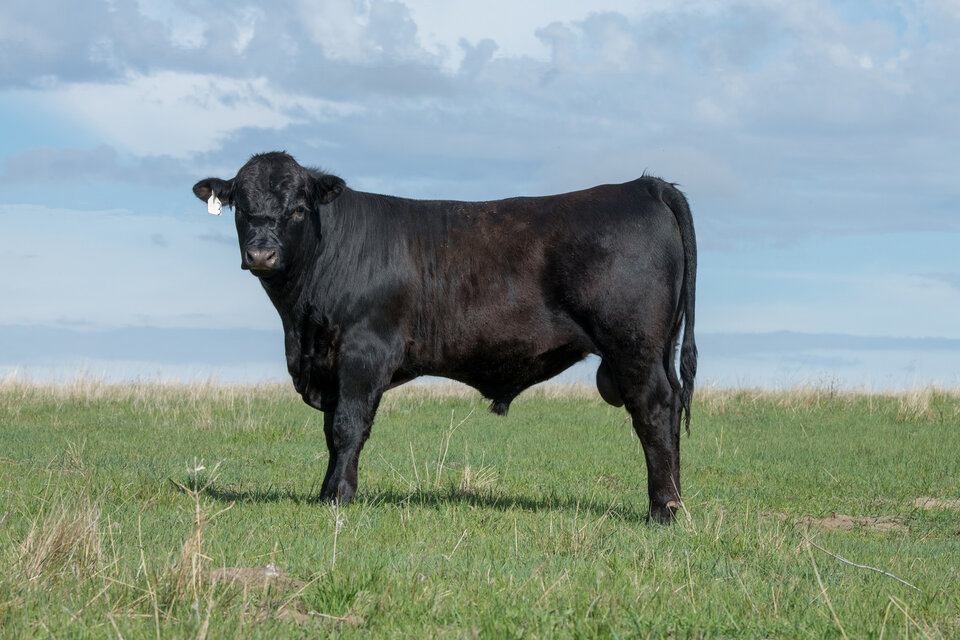 Sire Selection FAQs | UNL Beef | Nebraska