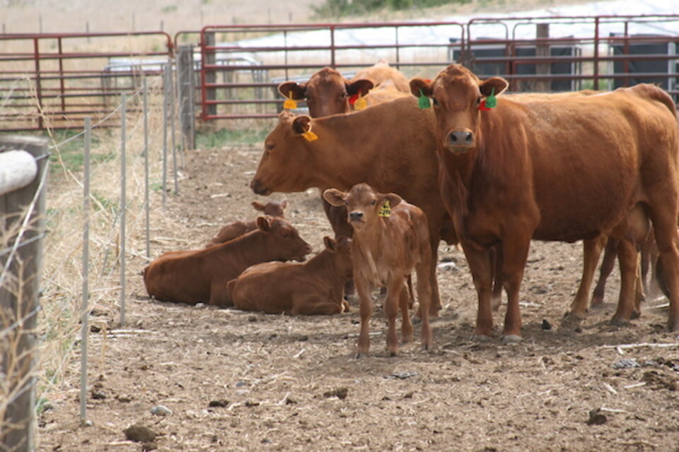 Summer Dry Lot Feeding of Cow-Calf Pairs – A Producer’s Perspective ...