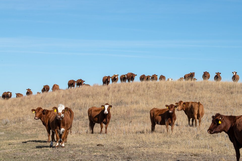 Differences Between High Medium And Low Profit Cow Calf Producers
