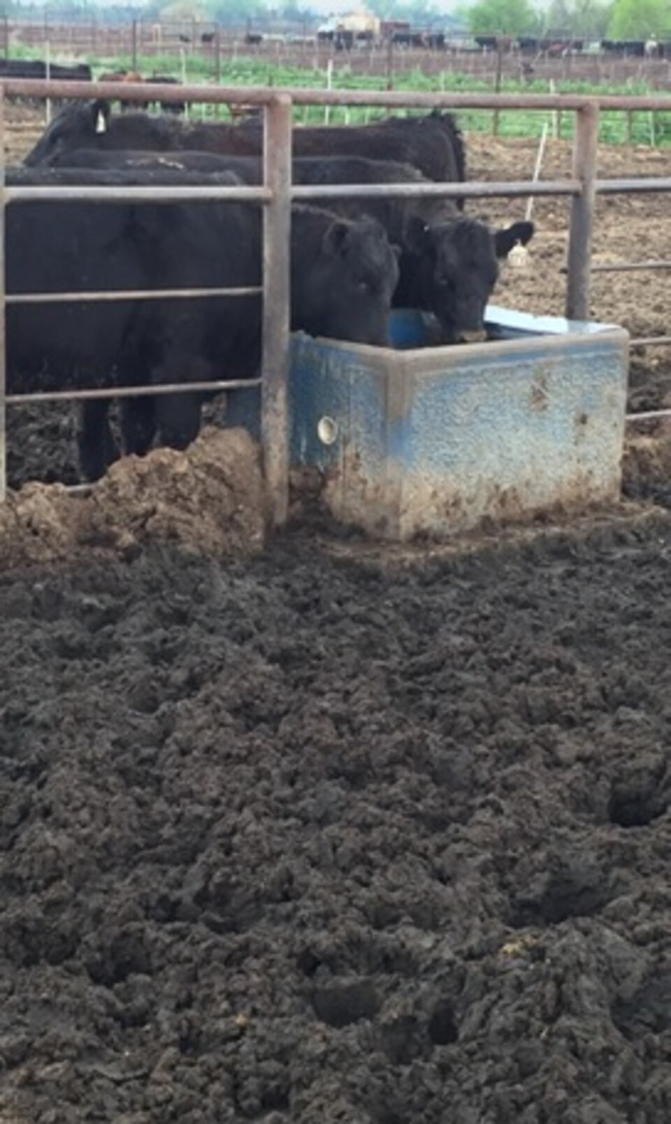 Muddy Feedlot Surfaces: What Are My Options? | UNL Beef | Nebraska