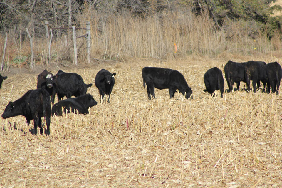 Wintering Growing Calves Using Corn Residue: The Value of Bypass ...
